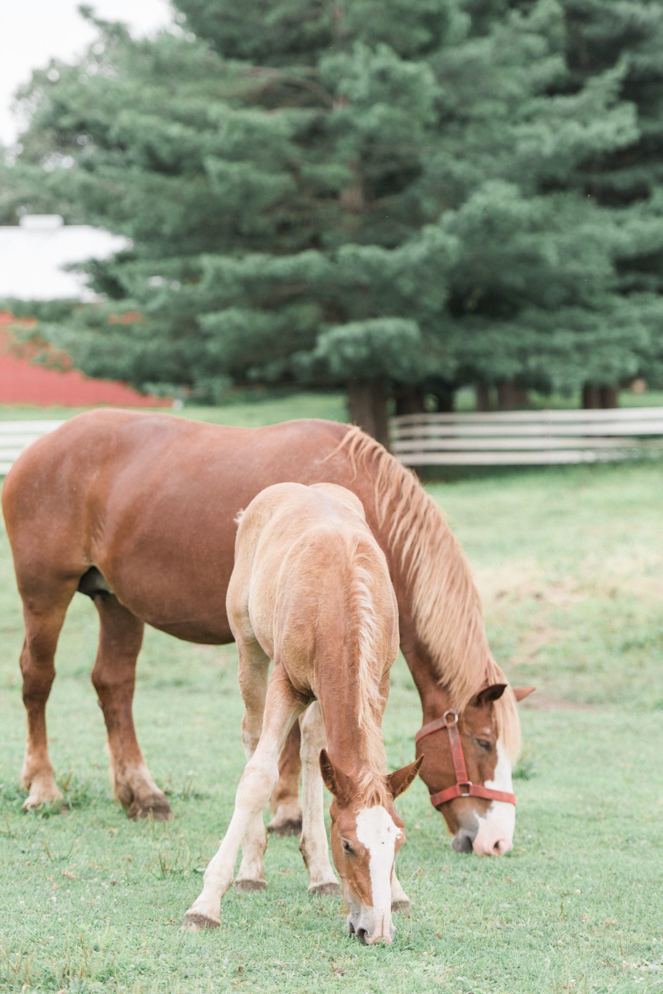 The Grounds - OAK HILL FARM