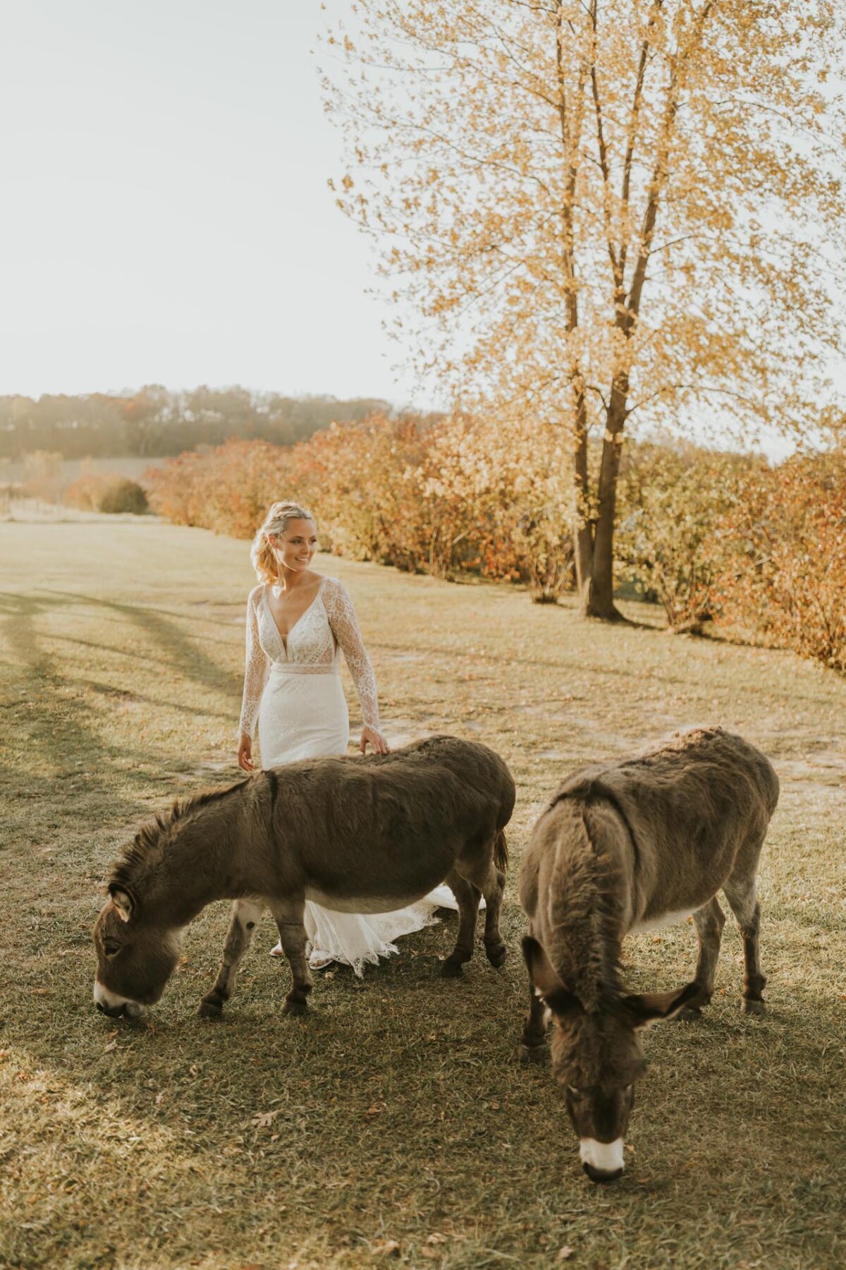 Donkeys - OAK HILL FARM